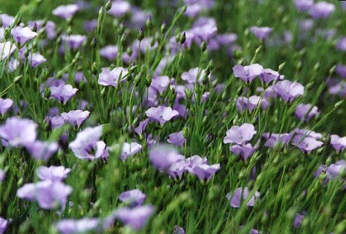 Lin Plant' Eure: Une culture : le lin