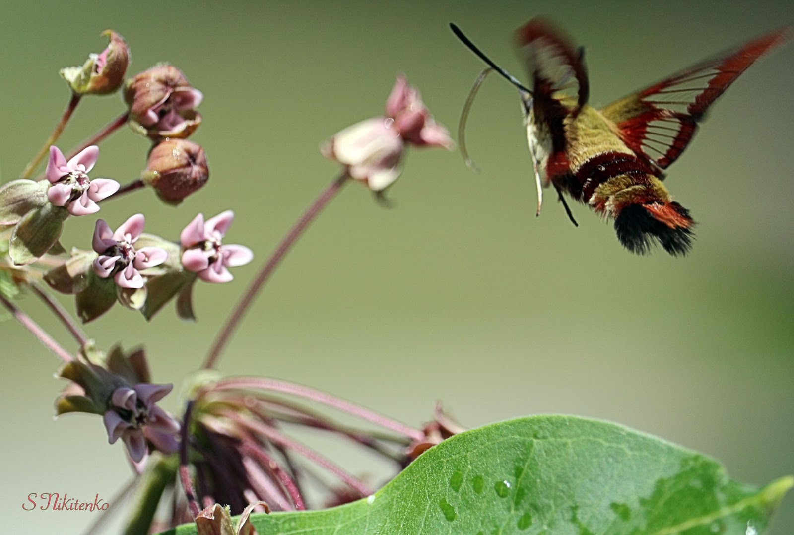 Christian Images In My Treasure Box: Hummingbird Hawk Moth - Insect