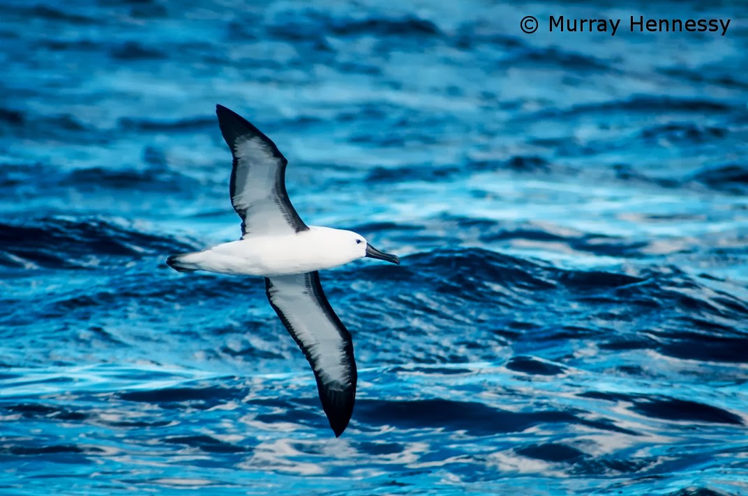 Leeuwin Current Birding: Hillarys Pelagic Trip Report - 4 August 2013