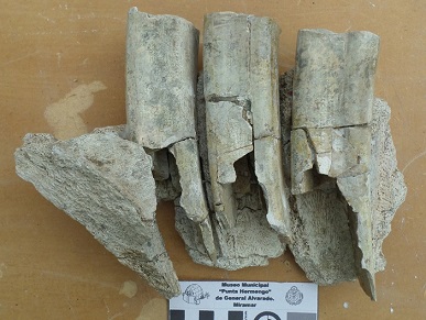 Museo Municipal "Punta Hermengo" de Miramar.: Nuevos fósiles de ...