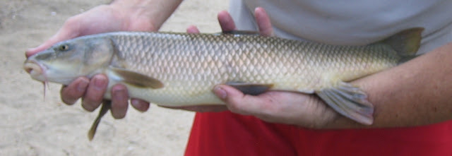 Los Tres Pescadores: Barbo común