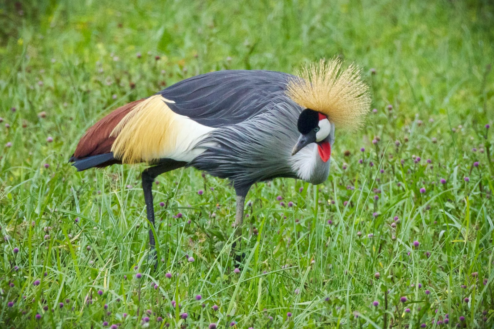 Feather Tailed Stories: Grey Crowned-crane (Africa Series)