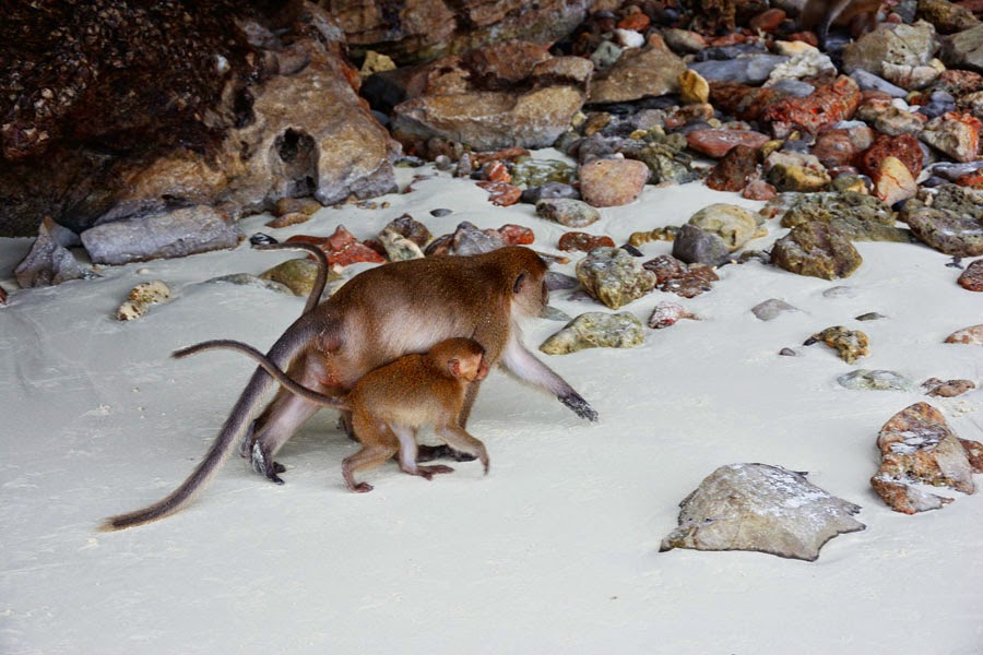 miejsca-smaki-zapachy: KOH PHI PHI I BOSKI LEONARDO DI CAPRIO ...