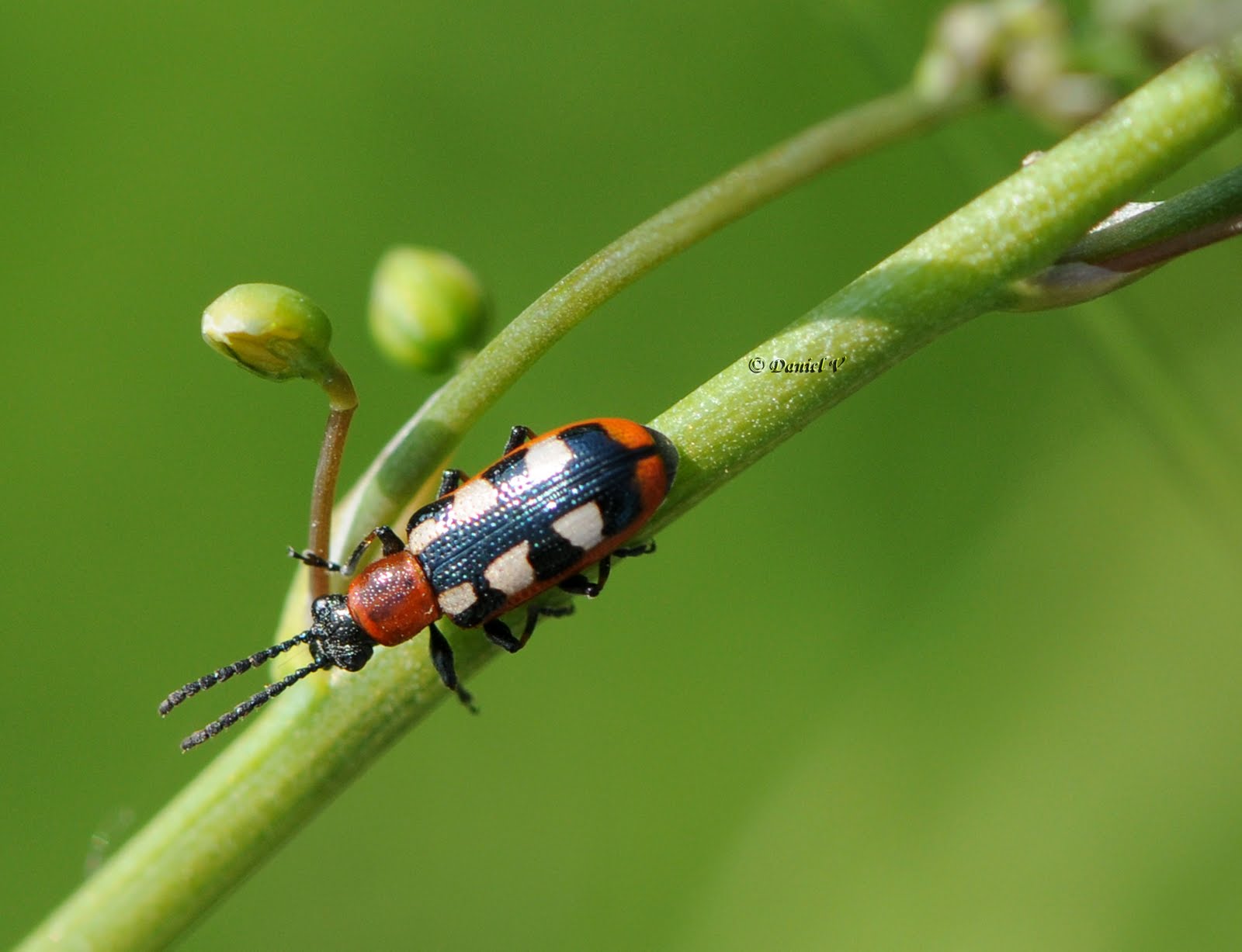 Macrophoto plaisir passion: Le Criocère de l'asperge, crioceris asparagi