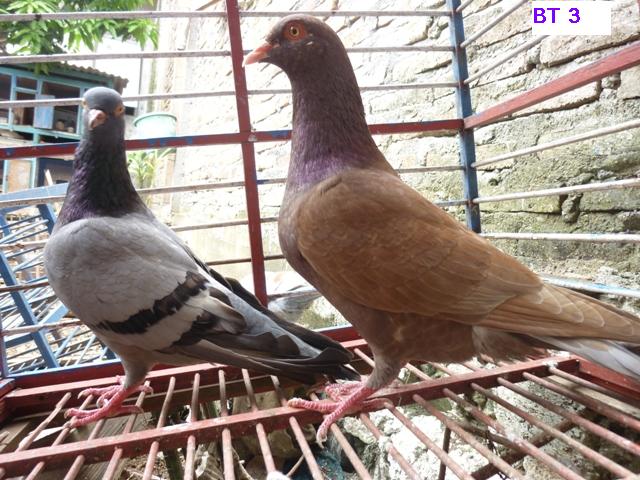 MERPATI BALAP TINGGIAN: BT3 - Merpati Tinggi Kolongan