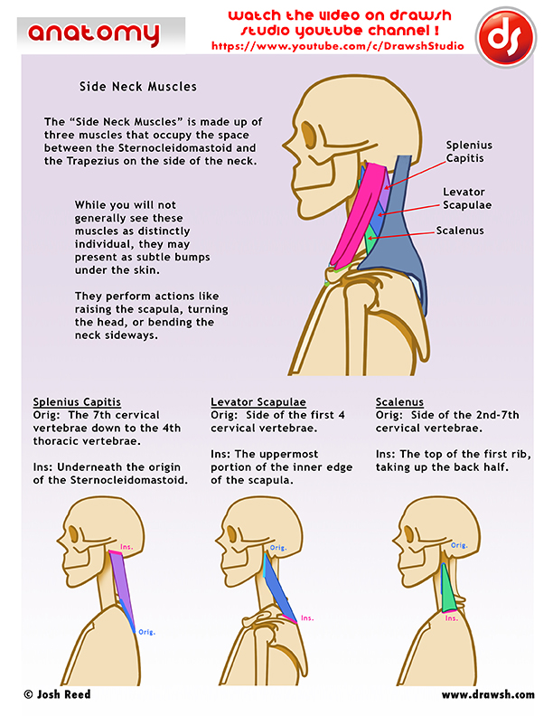Drawsh: The Deep Muscles on the Side of the Neck