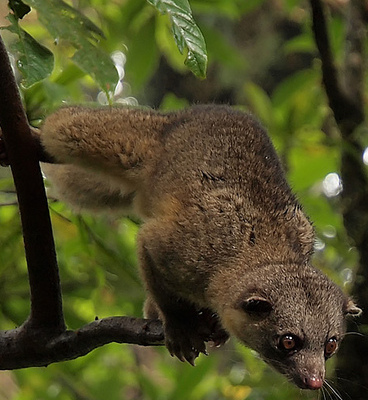 ECOSISTEMAS DE COSTA RICA: BASSARICYON LASIUS