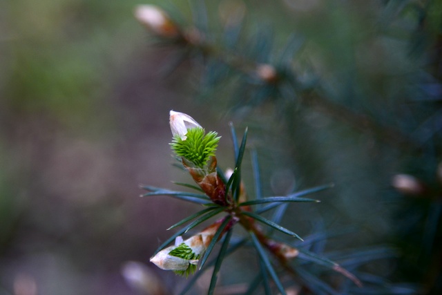 Dipper Ranch: Earth Day Parade