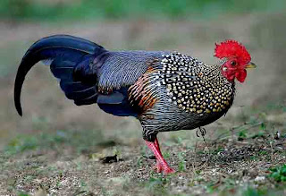 Gerhana Farm: TENTANG KEJINAKAN AYAM ALAS (penting dibaca bagi yang ...