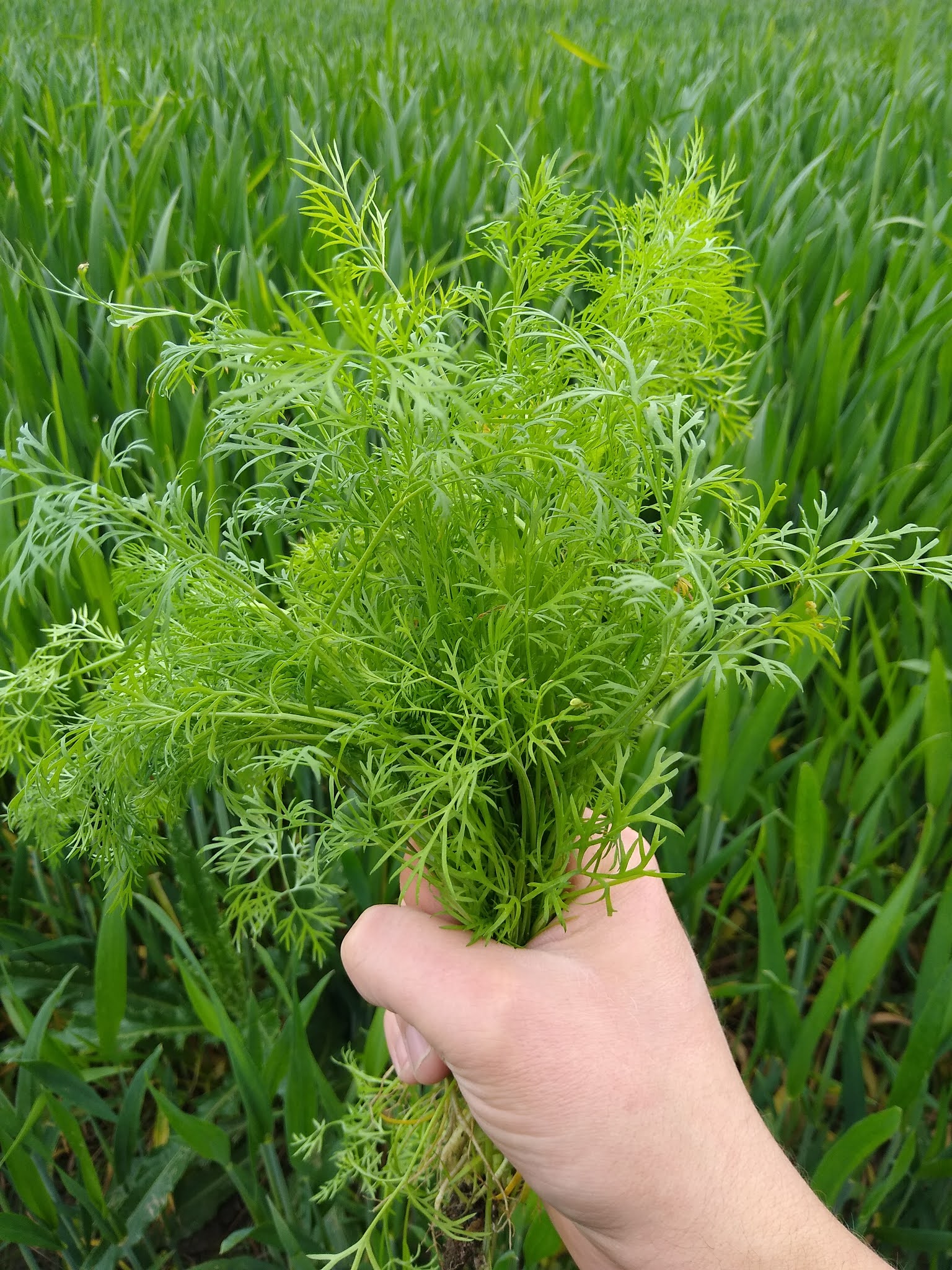 Koperek jak siać i dbać (Warzywa)