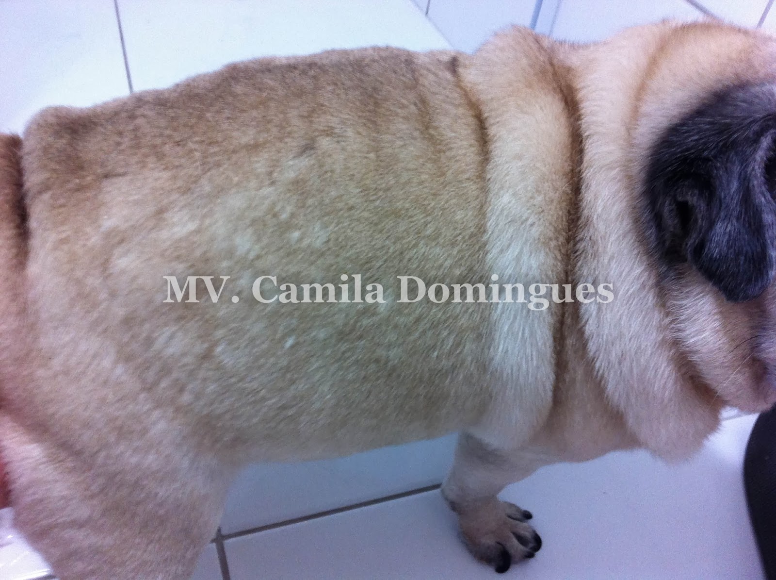 Dermatologia Veterinária: PIODERMITES EM CÃES - NOVO!