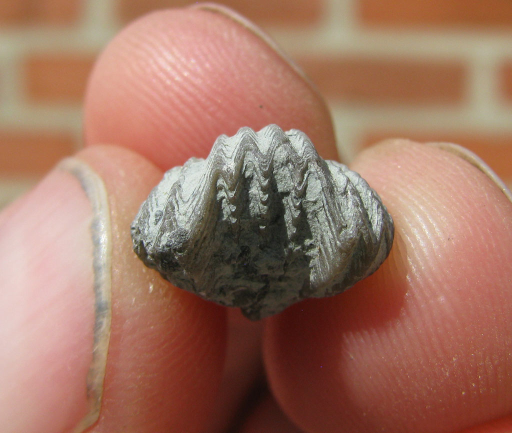 Views of the Mahantango: Machaeraria formosa brachiopod from the ...