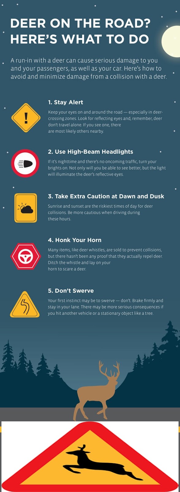 Infographic: Deer on the road? Here’s what to do - Insurance Tips