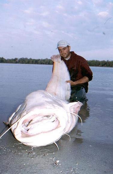 Ant Archéo: sillure