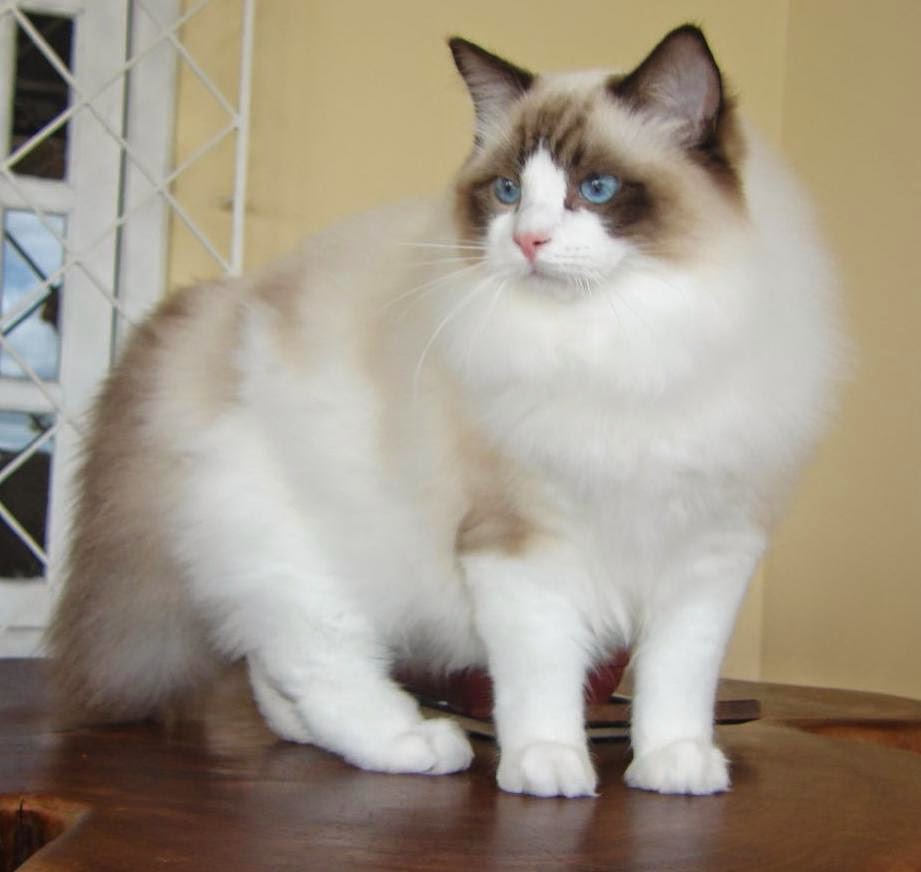 Pisici ragdoll detalii generale cu imagini frumoase ~ Poze rase de ...