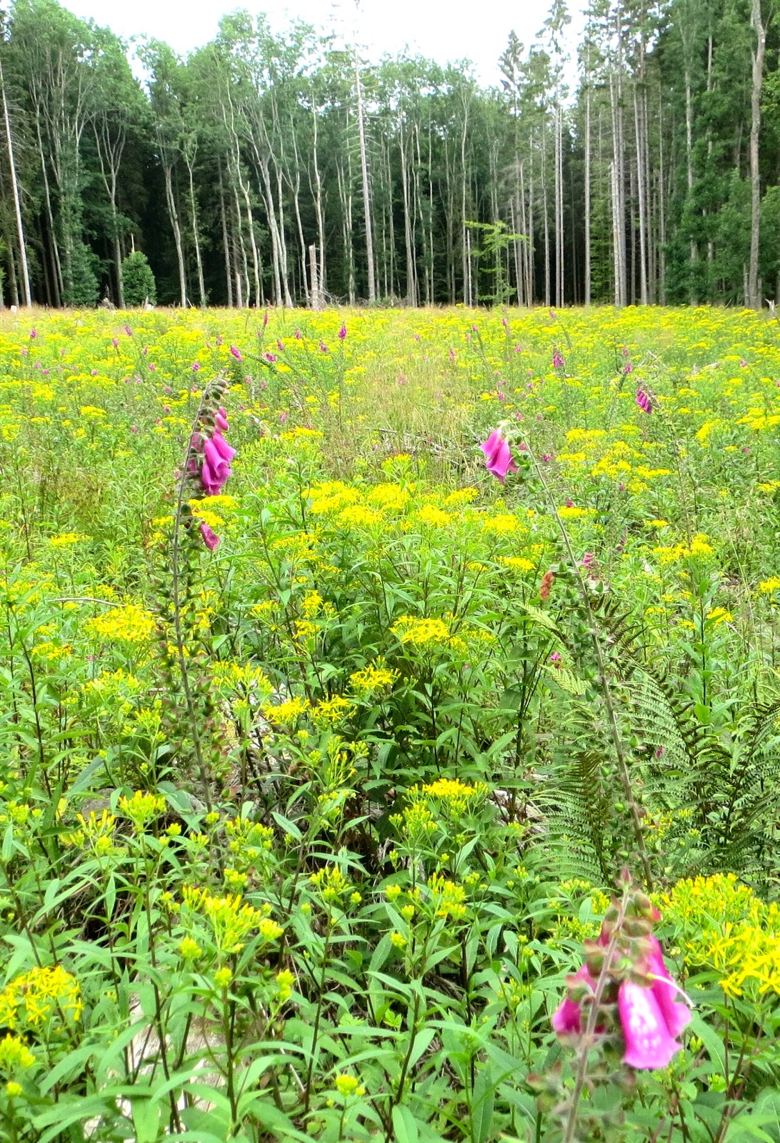 the back quarter acre: Seeding foxgloves in the fall