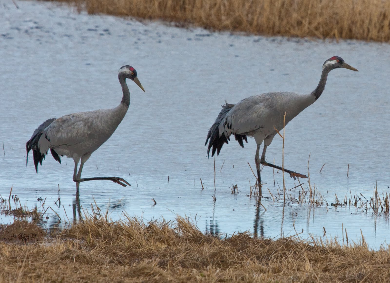 Grandpa's birds: Tranor