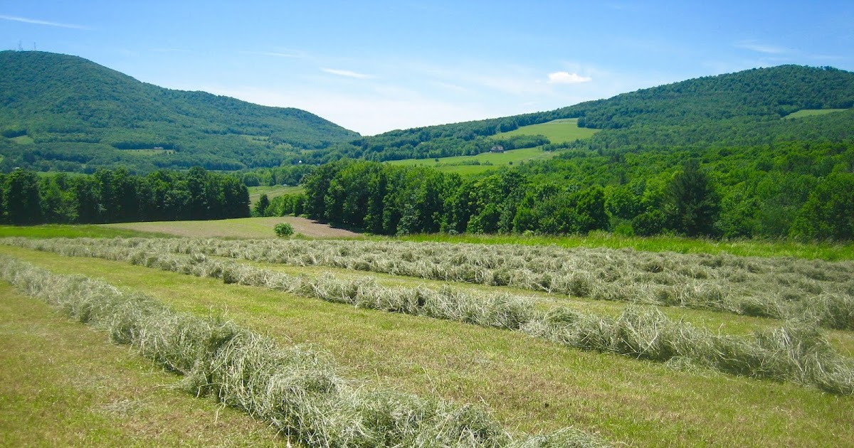 CatskillHorse: Buying Horse Hay? Beware of Scammers... CatskillHorse: Buying Horse Hay? Beware of Scammers...