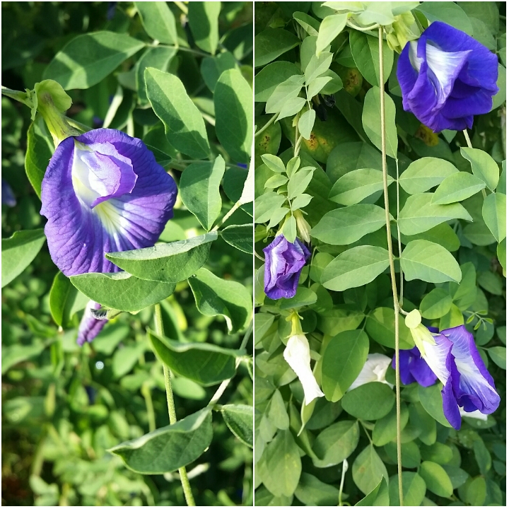 Butterfly pea flower (Bunga telang)