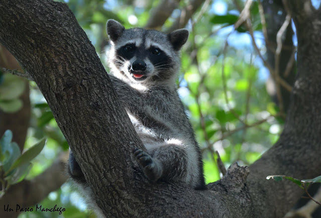 Un Paseo Manchego: Mapache de Norteamérica (Procyon lotor).