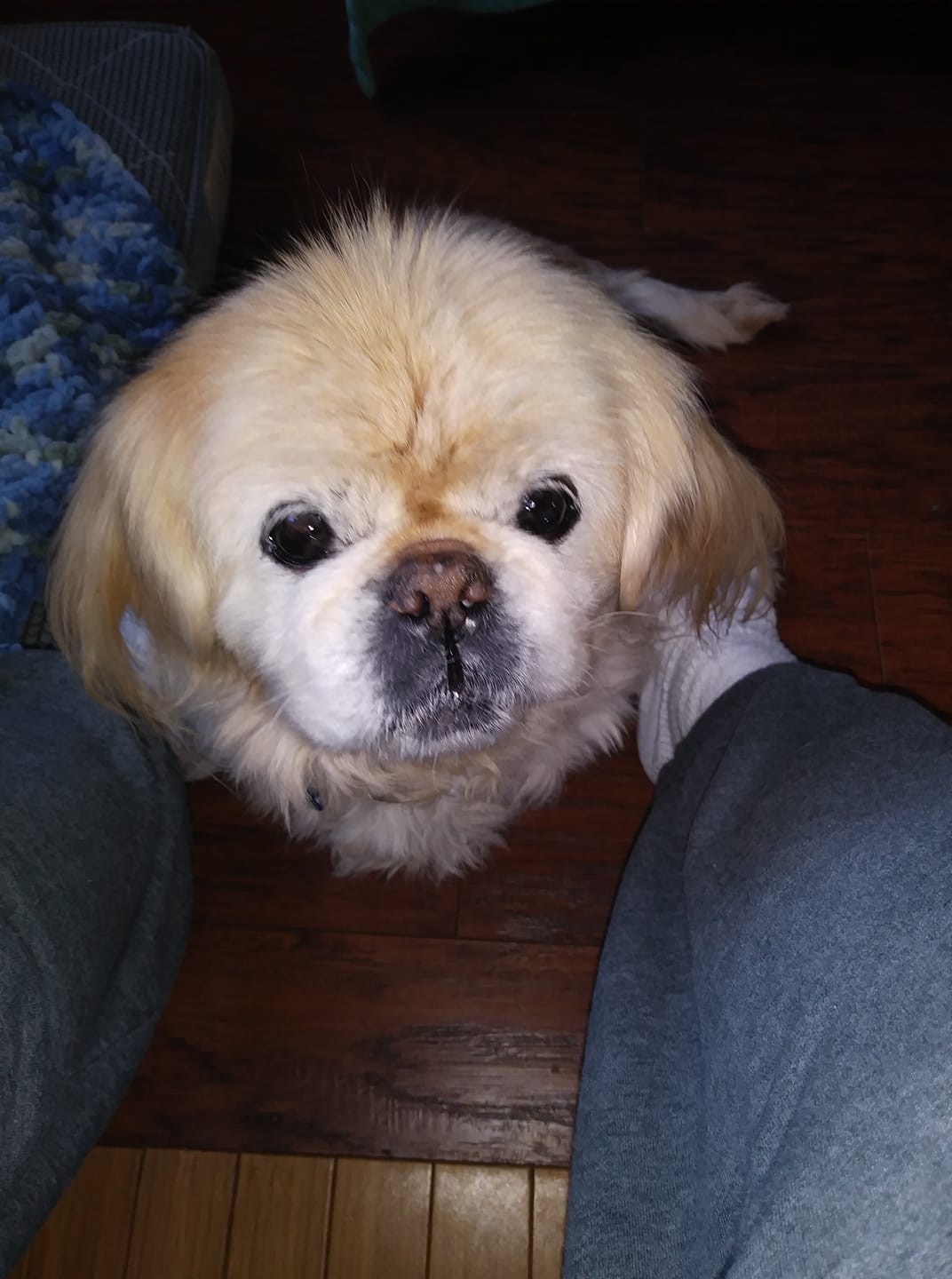 Must Love Pekes: MR. DICKSON HAS A DENTAL