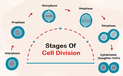 Perfect Knowledge: Cell Division