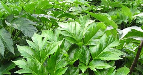 What Is Ashitaba: Ashitaba Herbs