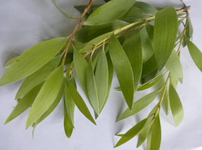 Aneka Tetumbuhan: Kayu Putih / Malaleuca Leucadendron