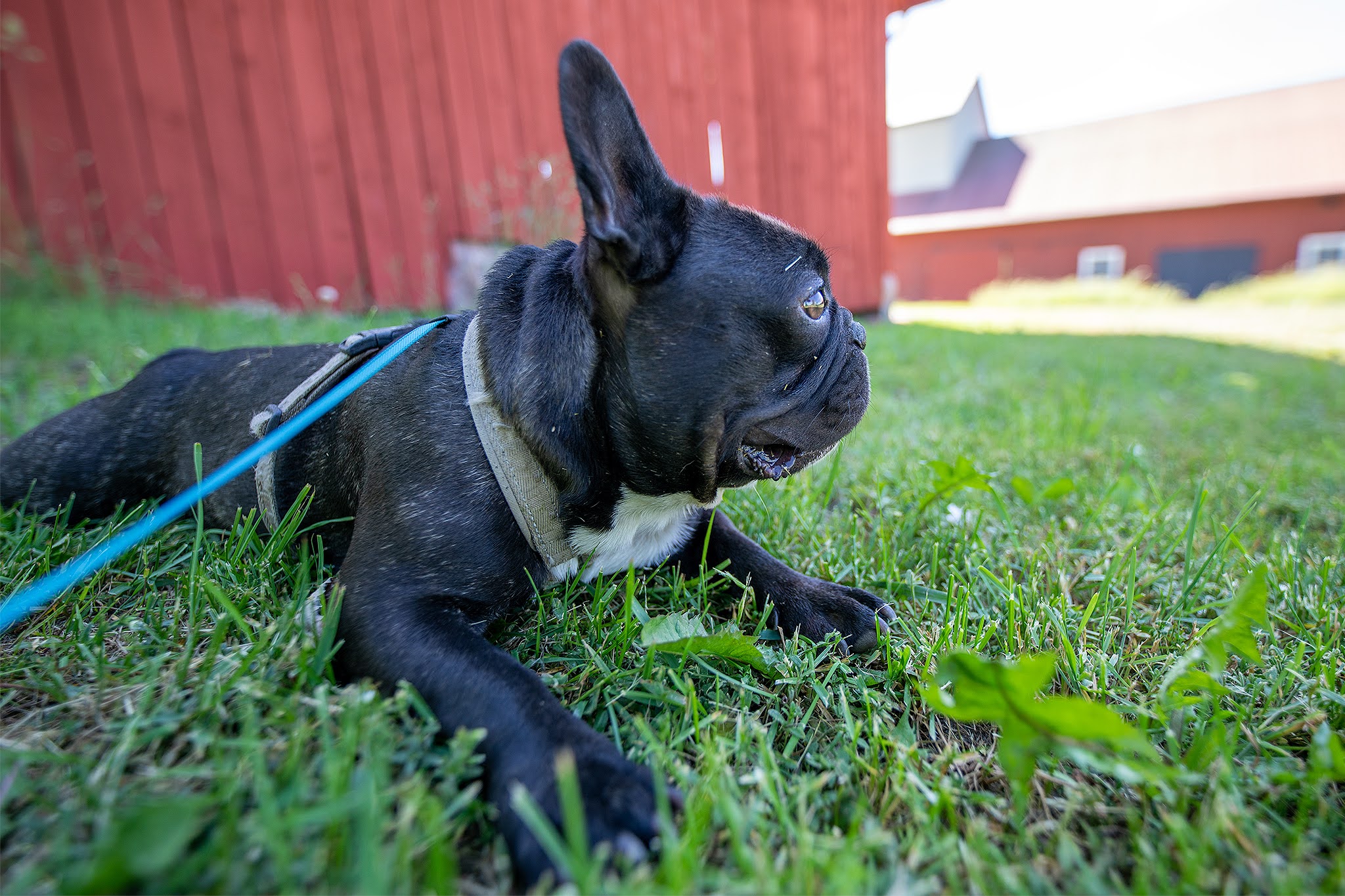 Lasses Fotoblogg: Med Enzo på ko-safari