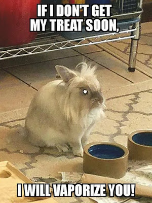 Monty Python Rabbit Meme