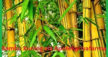 JENIS-JENIS BAMBU DAN MANFAATNYA