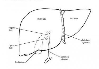 Labelled diagram of liver | Liver images | Human liver diagram ...