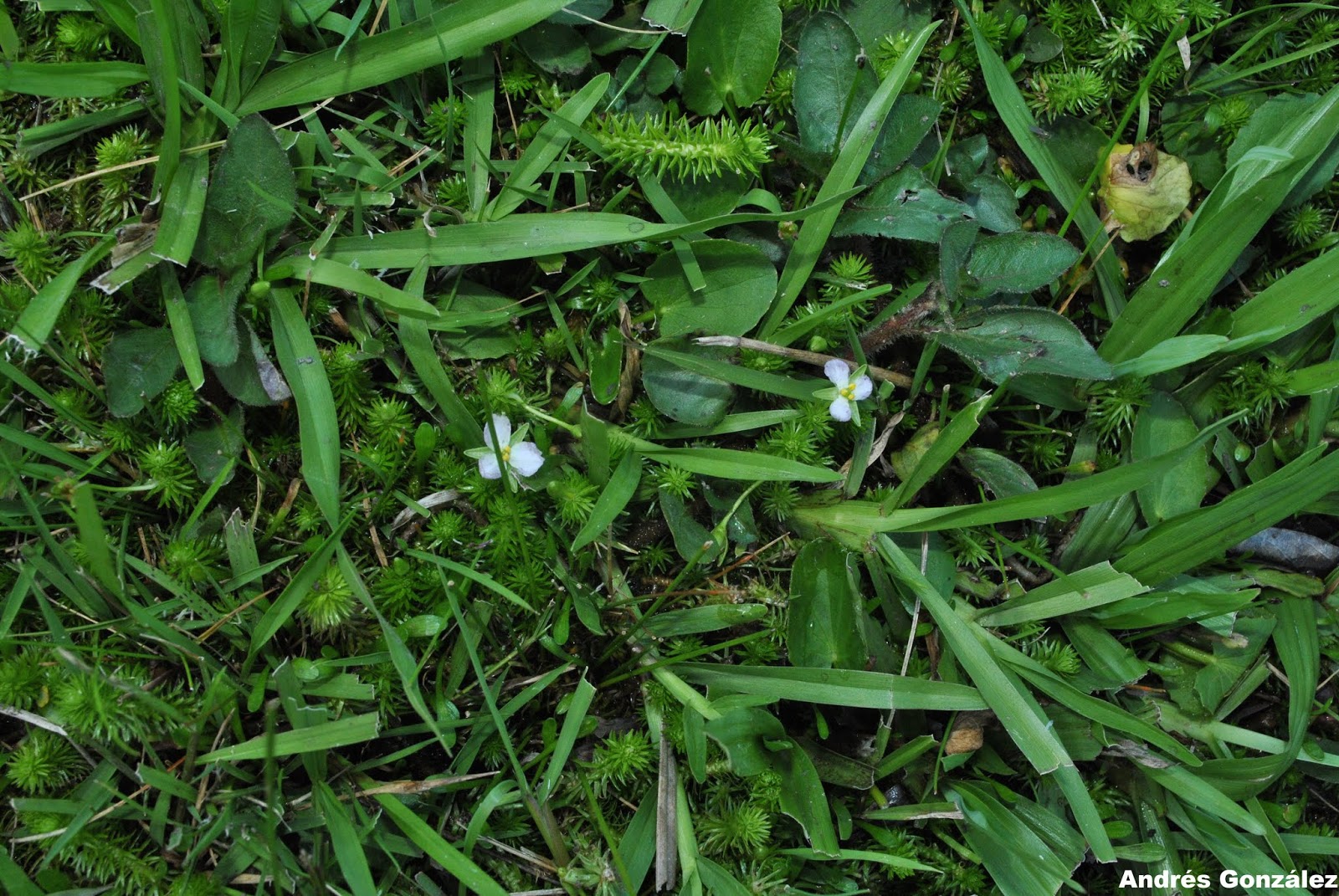 FOTOS DE FLORA NATIVA Y ADVENTICIAS DE URUGUAY : Mayaca sellowiana ...