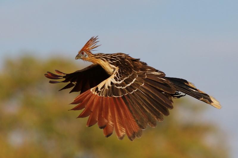 EL MAÑANERO NOTICIAS - SAPOSOA: EL SHANSHO