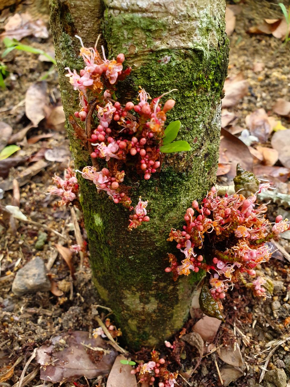 Warisan Petani: Pokok Katak Puru Sudah Berbunga
