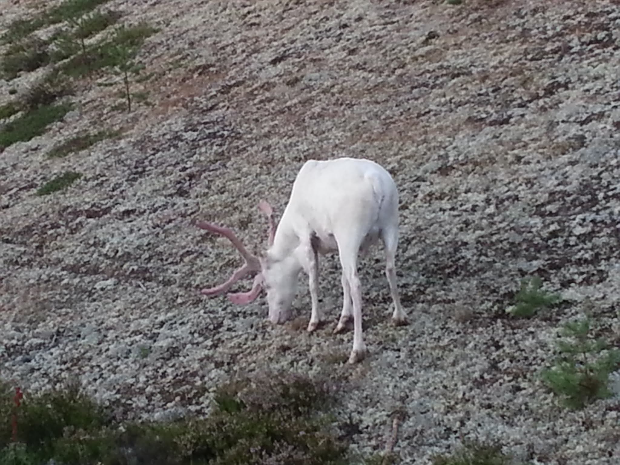 Sistema de Sanación Natural Tinerfe: Damián Alvarez se Encuentra al ...