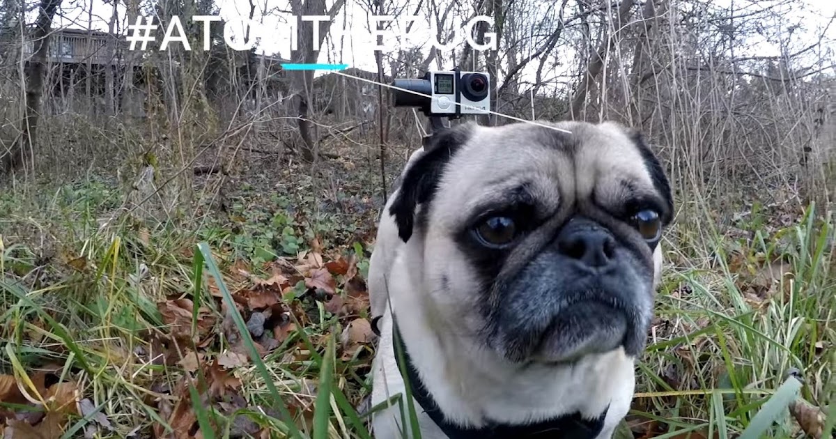 How To Get SMOOTH POV Video on a Dog! - Photography Blog Tips - ISO ...