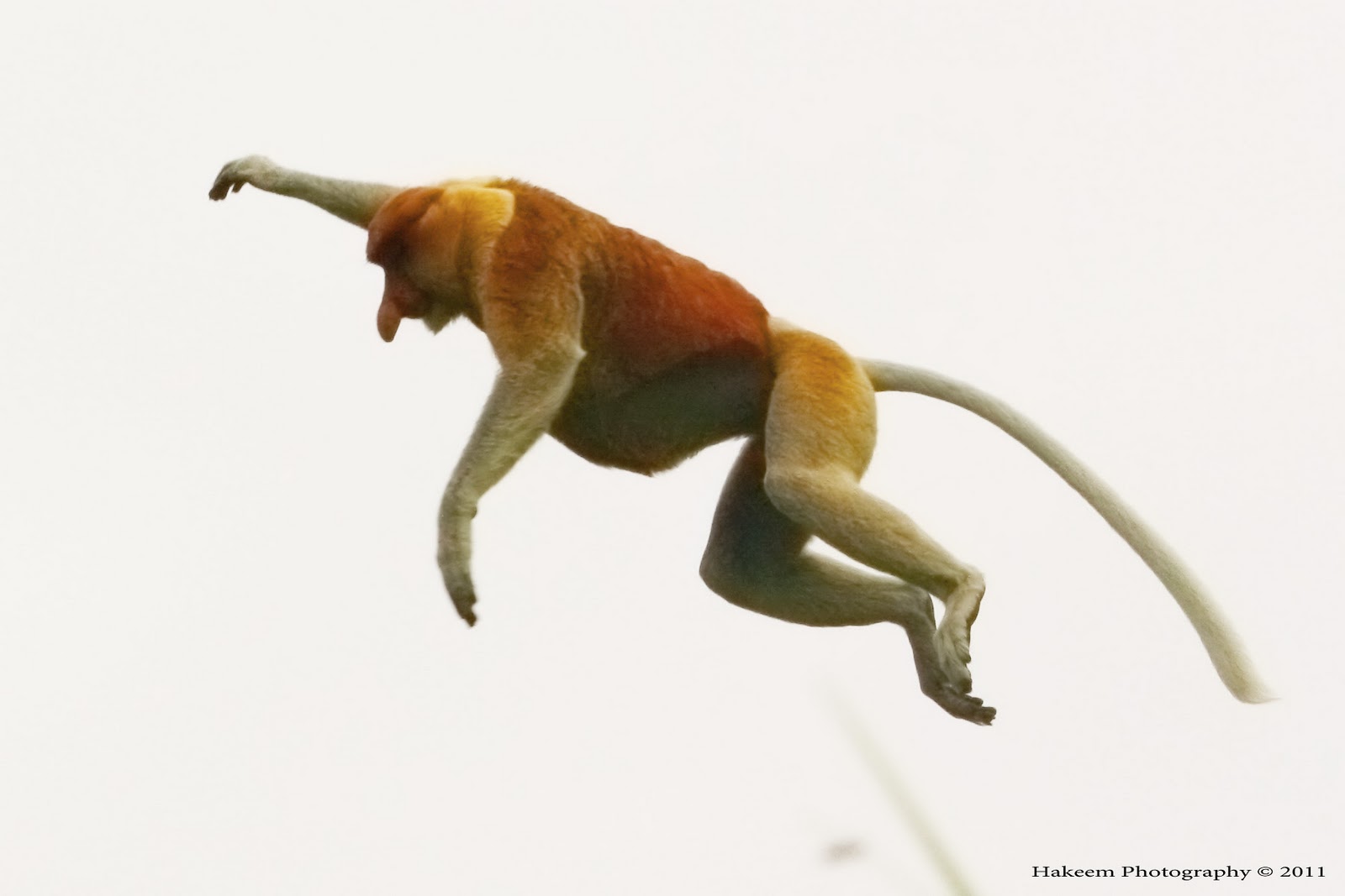 Hakeem Photography: Jump | proboscis monkey/ Nasalis Larvatus # 8
