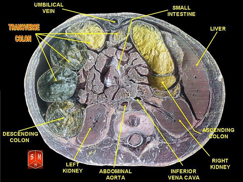 Colon anatomy Geoweek s