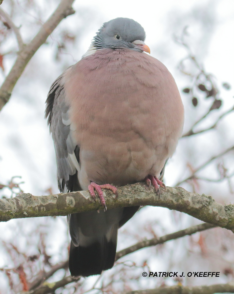 Raw Birds: WOOD PIGEON (Columba palumbus) Skerries Mills, Skerries ...