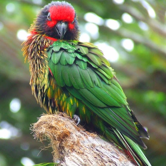 Yellow Streaked Lory : Information ~ Pets Planet