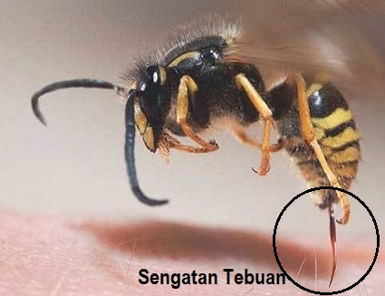 Anim Agro Technology: FAKTA SENGATAN TEBUAN