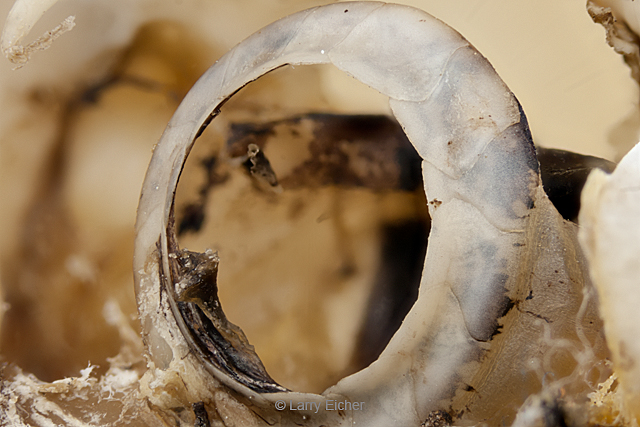 Larry at Larry's Images.com: 2018