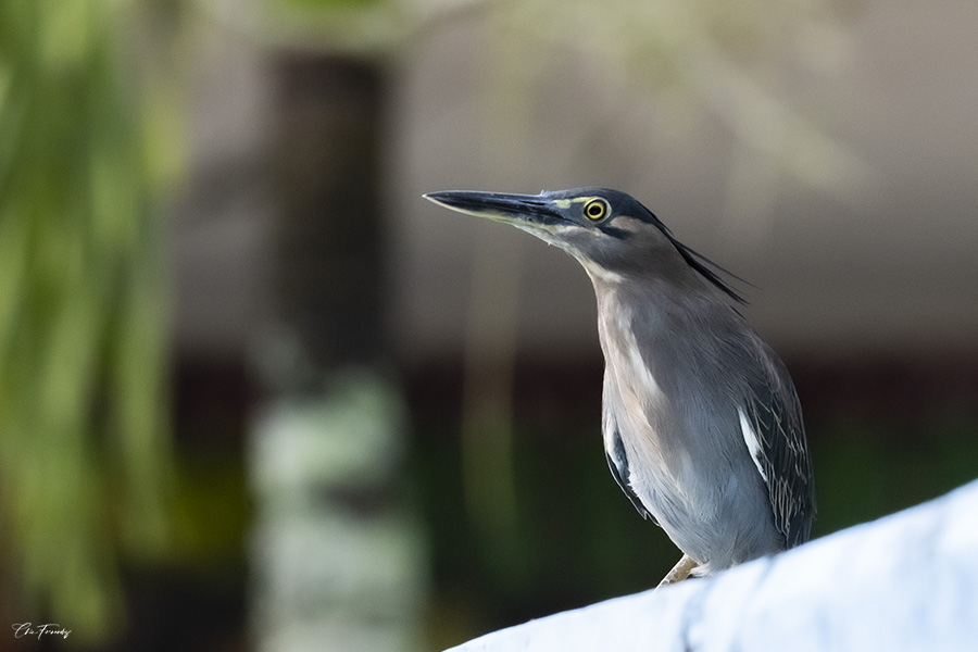 The Chiwit Chronicles: The 5th PPUR International Bird Race Day 1 ...