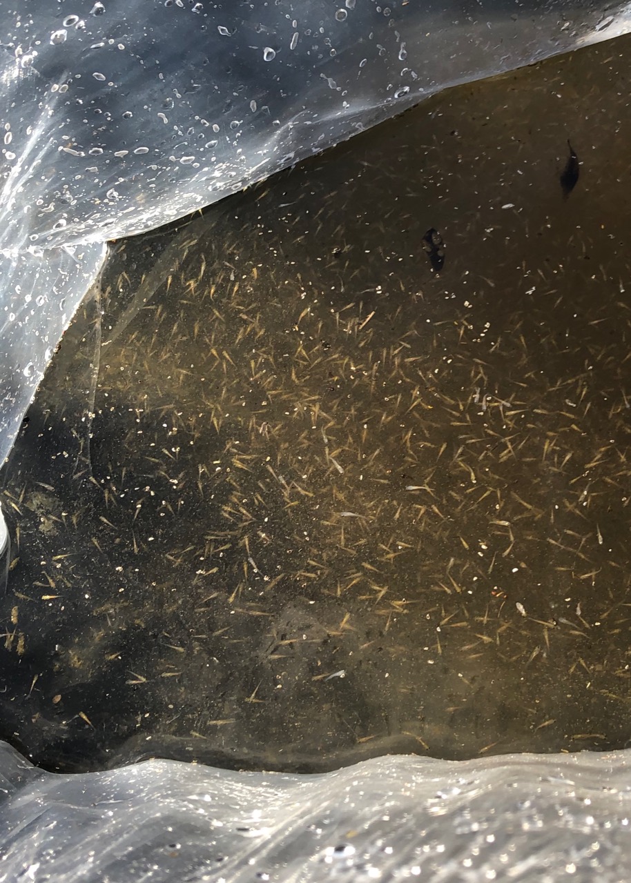 Releasing Lava Rosa hatchlings into their new fry pond – Byer Koi Farm