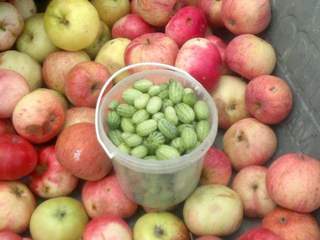 päikesetoit: Mehhiko pisikurgid - hapukurk otse põõsast:)