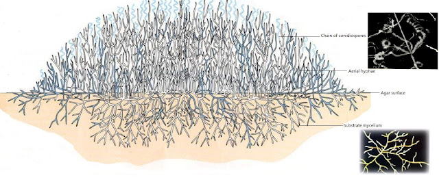 Lecture Notes in Medical Technology: Lecture #16: INTRODUCTION TO MYCOLOGY