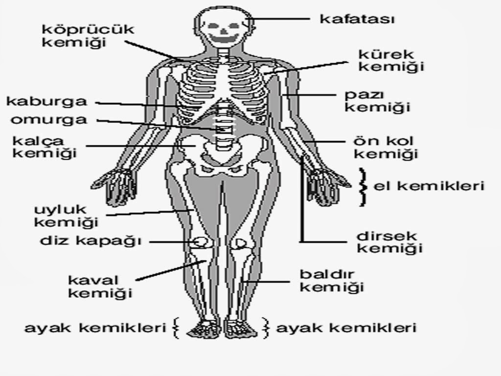 Vücudumuzda Destek ve Hareket Sistemi: Resimler