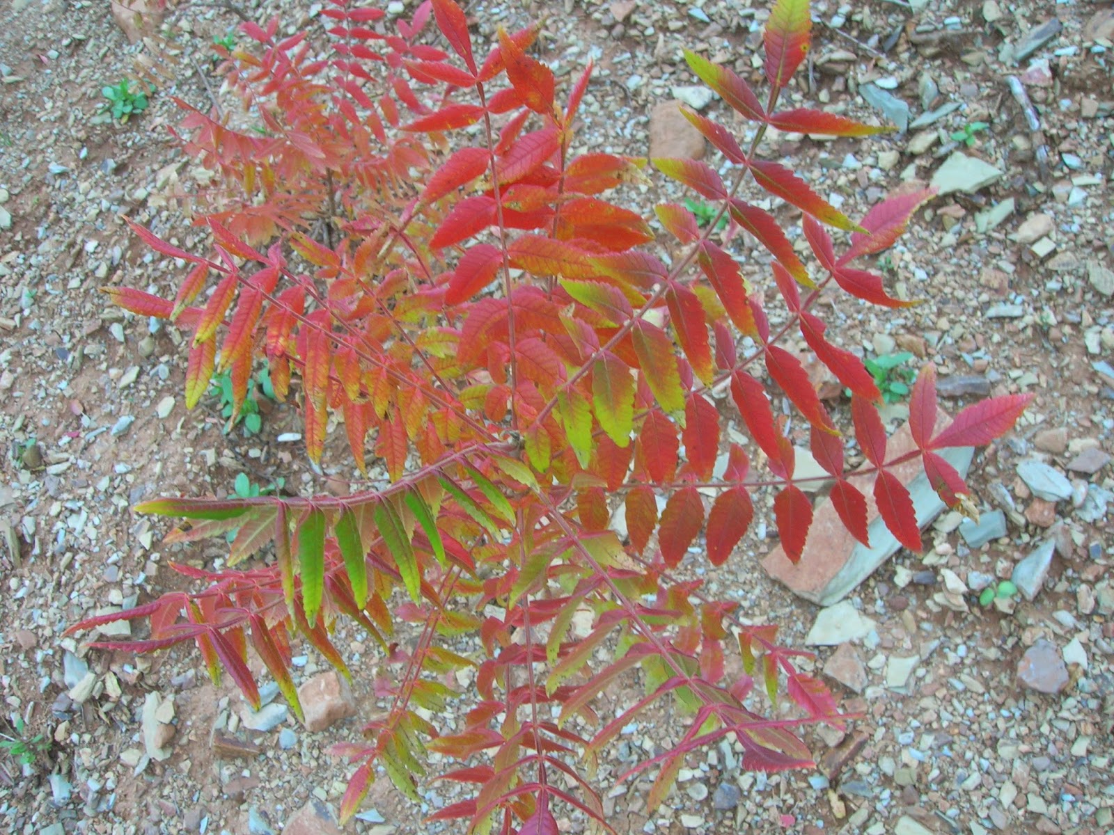 ExtremNativo: Sumac, zumaque, Rhus coriaria ExtremNativo: Sumac, zumaque, Rhus coriaria