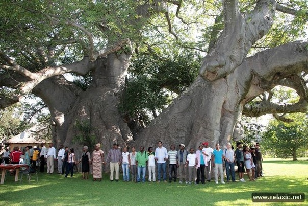 Cel mai bătrân copac din lume